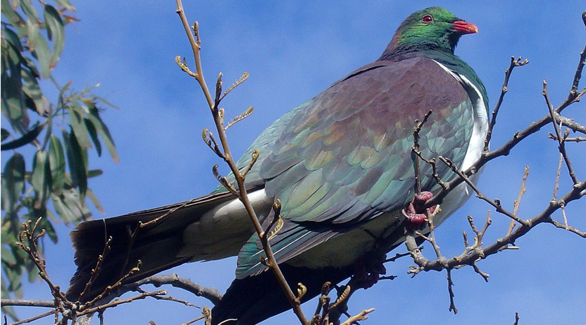 New Zealand Pigeon : Birding NZ
