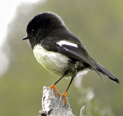 New Zealand Tomtit : Birding NZ