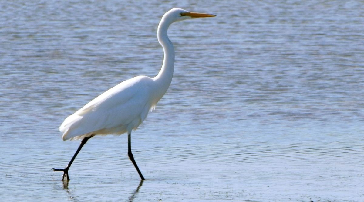 Great White Heron : Birding NZ