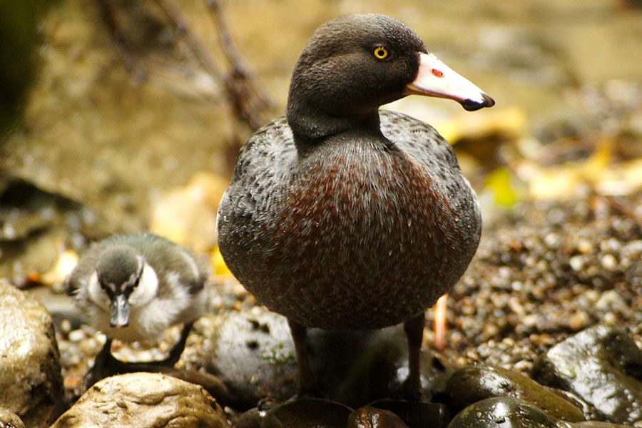 Blue Duck Station : Birding NZ