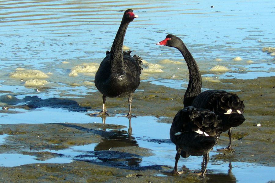 Black Swan : Birding NZ