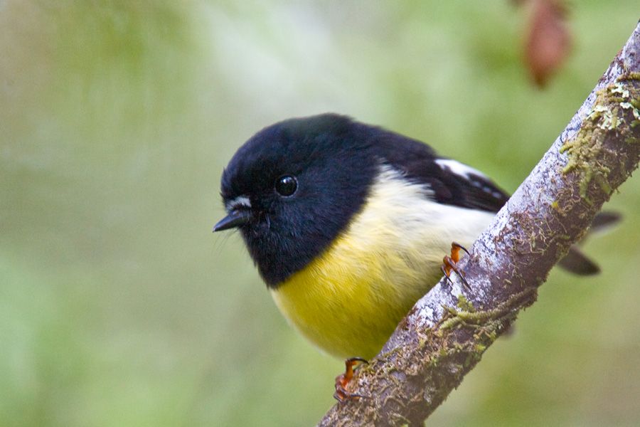 South Island Tomtit : Birding NZ