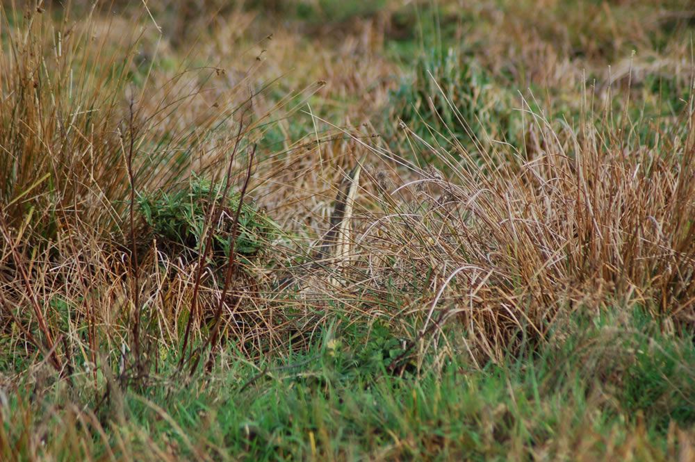 Australian Little Bittern : Birding NZ