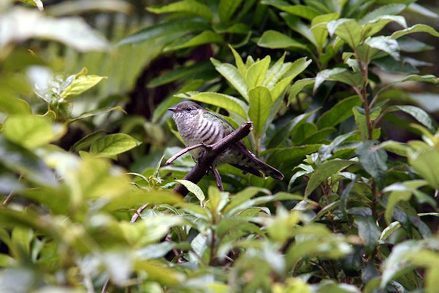 Shining Cuckoo : Birding NZ