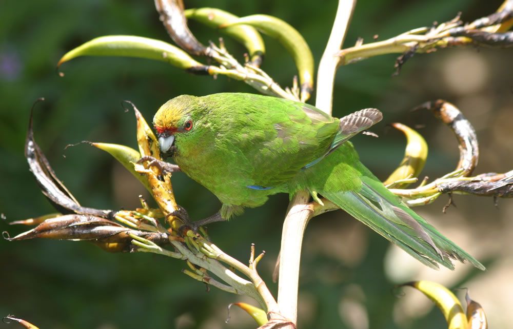 Red-crowned Parakeet : Birding NZ