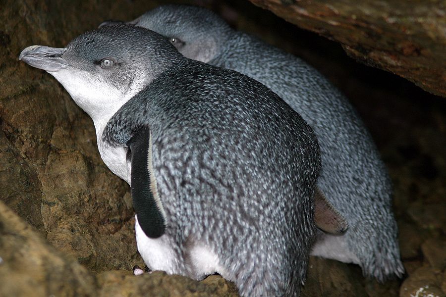 Little Penguin (Blue) : Birding NZ