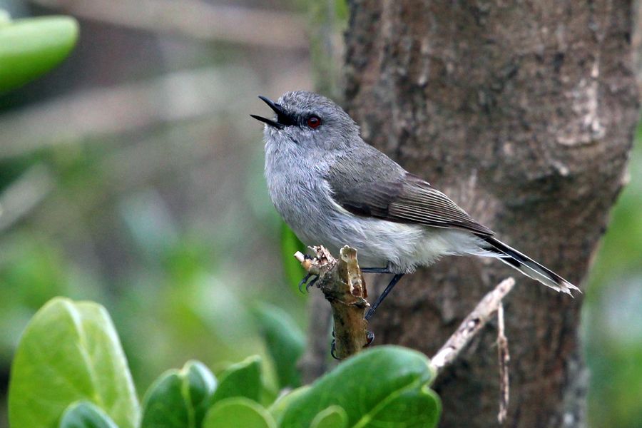 Grey Warbler : Birding NZ