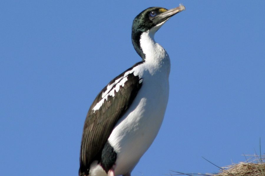 New Zealand King Shag : Birding NZ