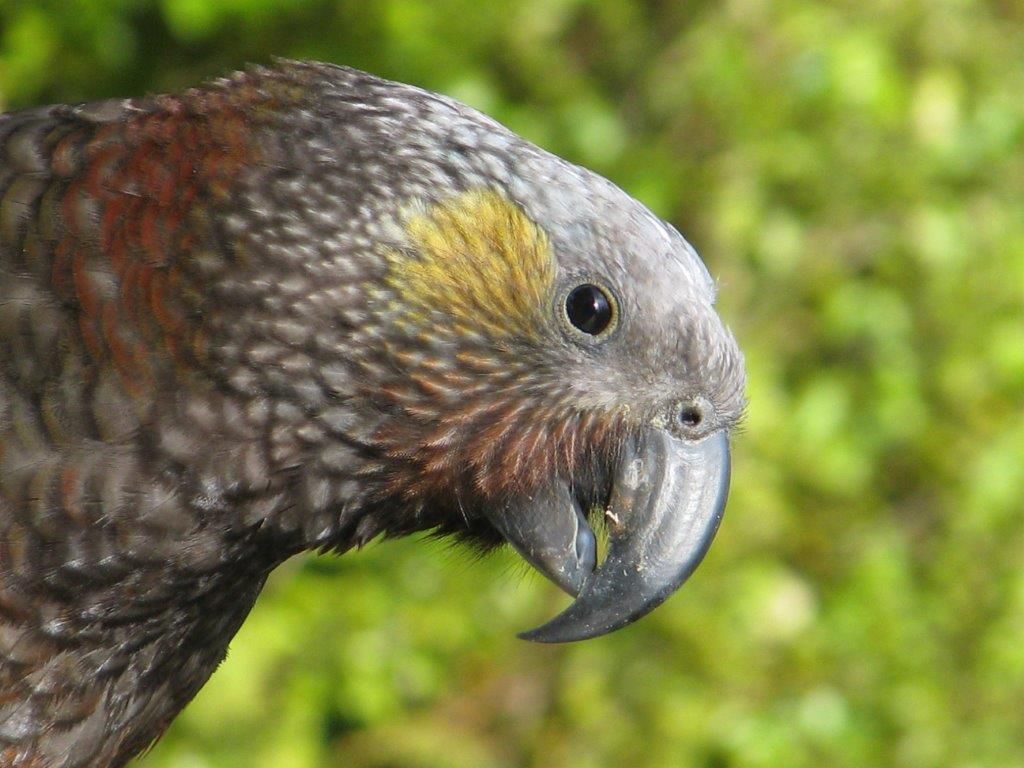 South Island Kaka : Birding NZ