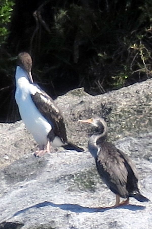 Abel Tasman Eco Tours : Birding NZ