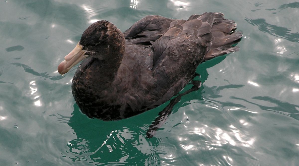 Northern Giant Petrel : Birding NZ