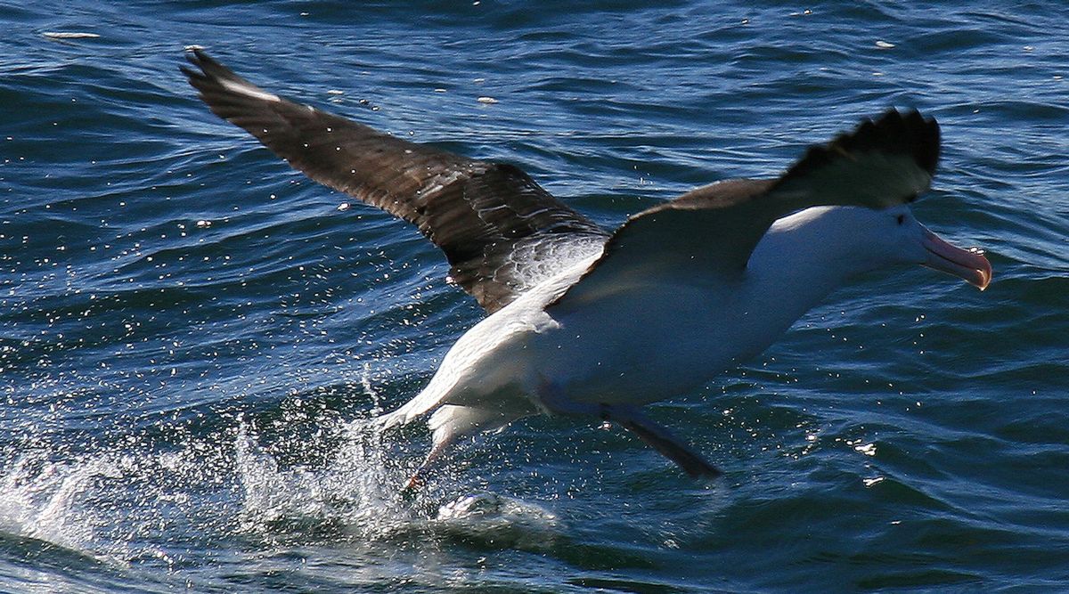 Northern Royal Albatross : Birding NZ