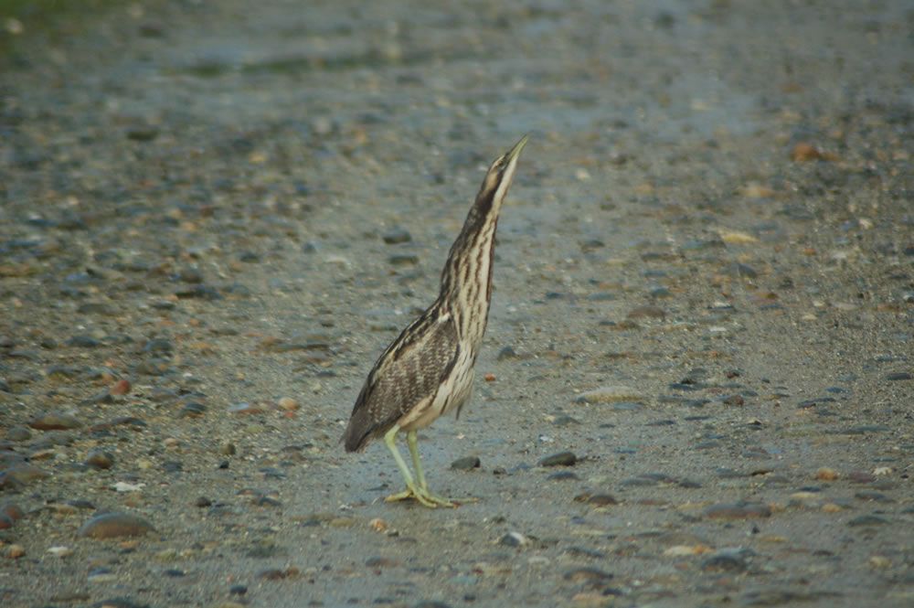 Australasian Bittern : Birding NZ