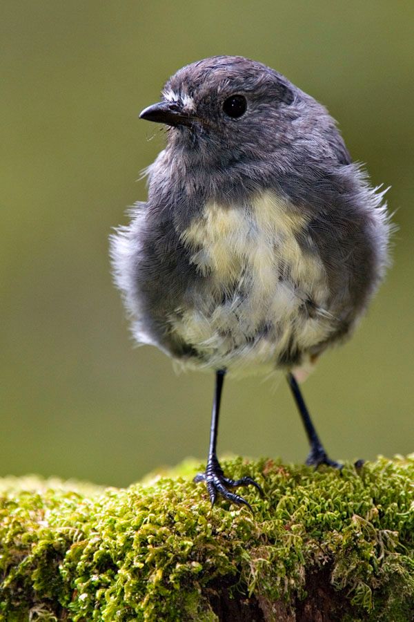 South Island Robin : Birding NZ