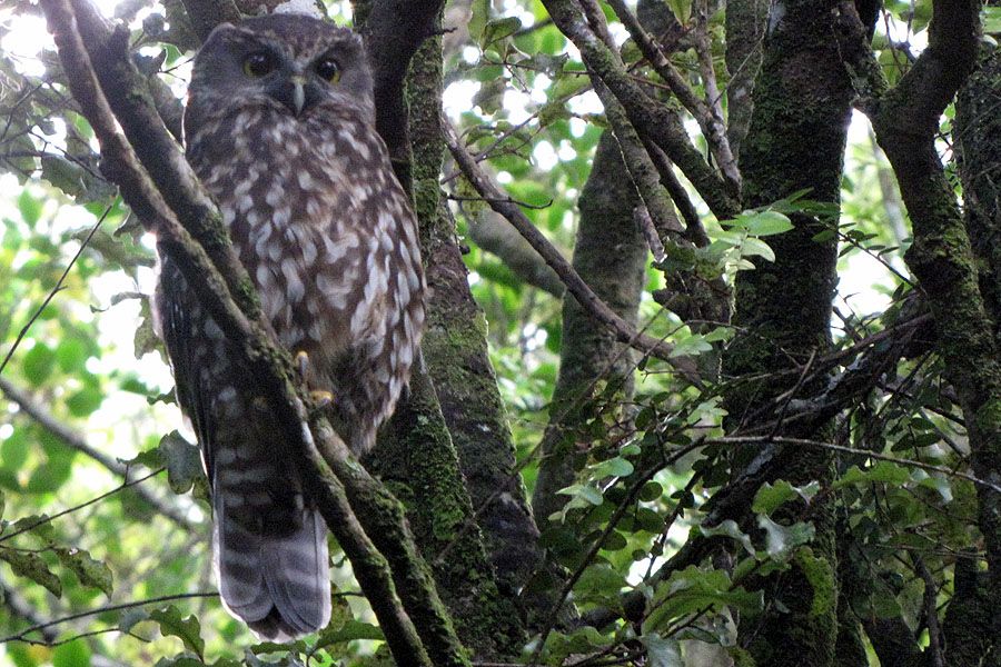 Morepork (Ruru) : Birding NZ