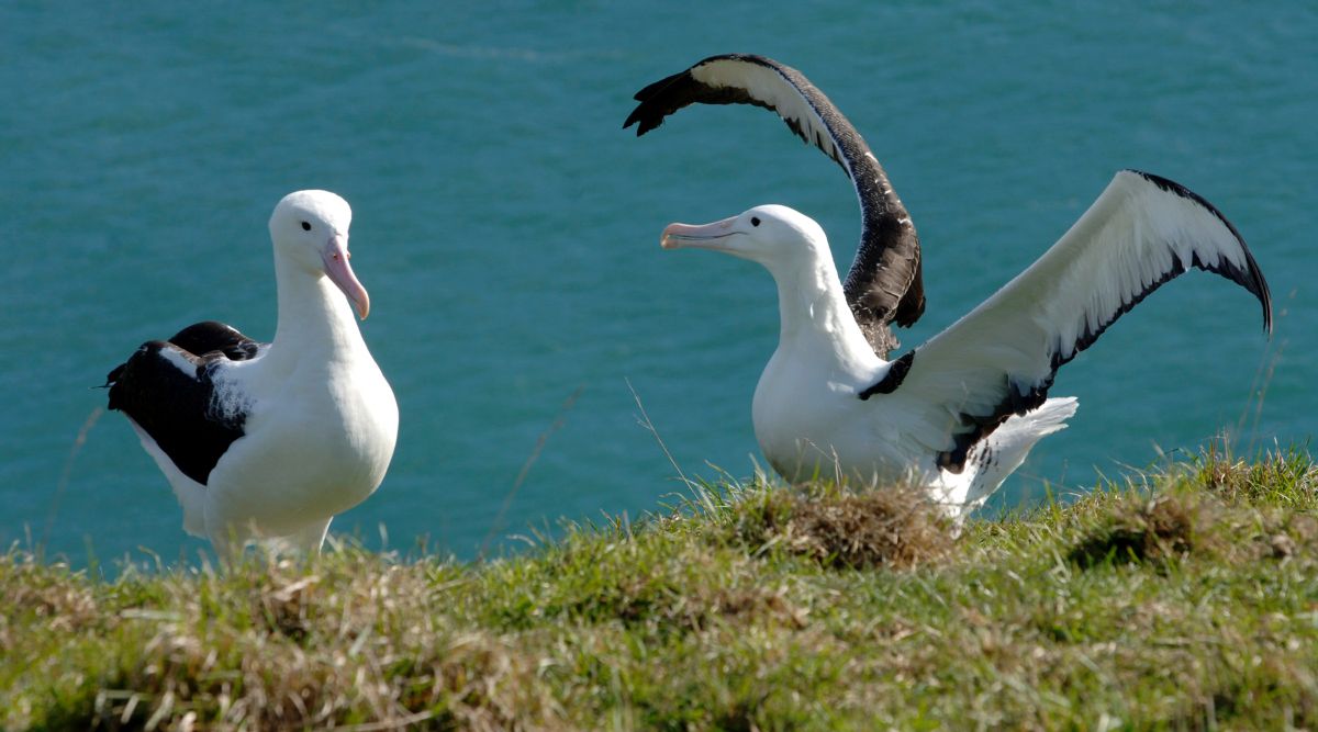 Northern Royal Albatross : Birding NZ