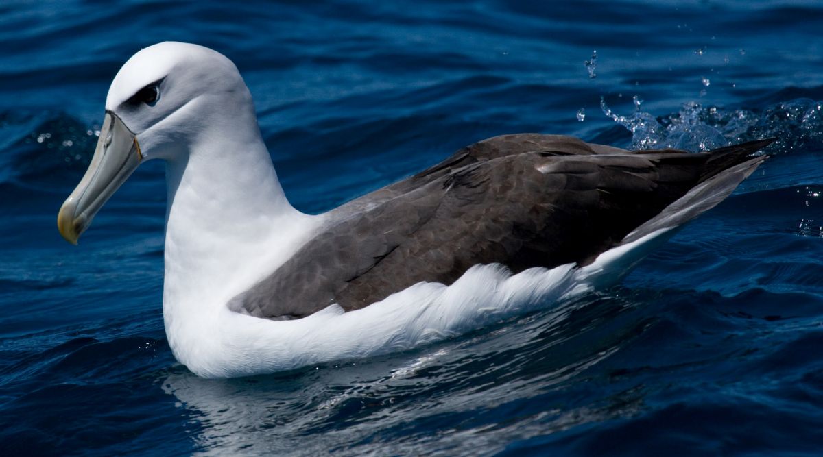 White-capped Albatross : Birding NZ