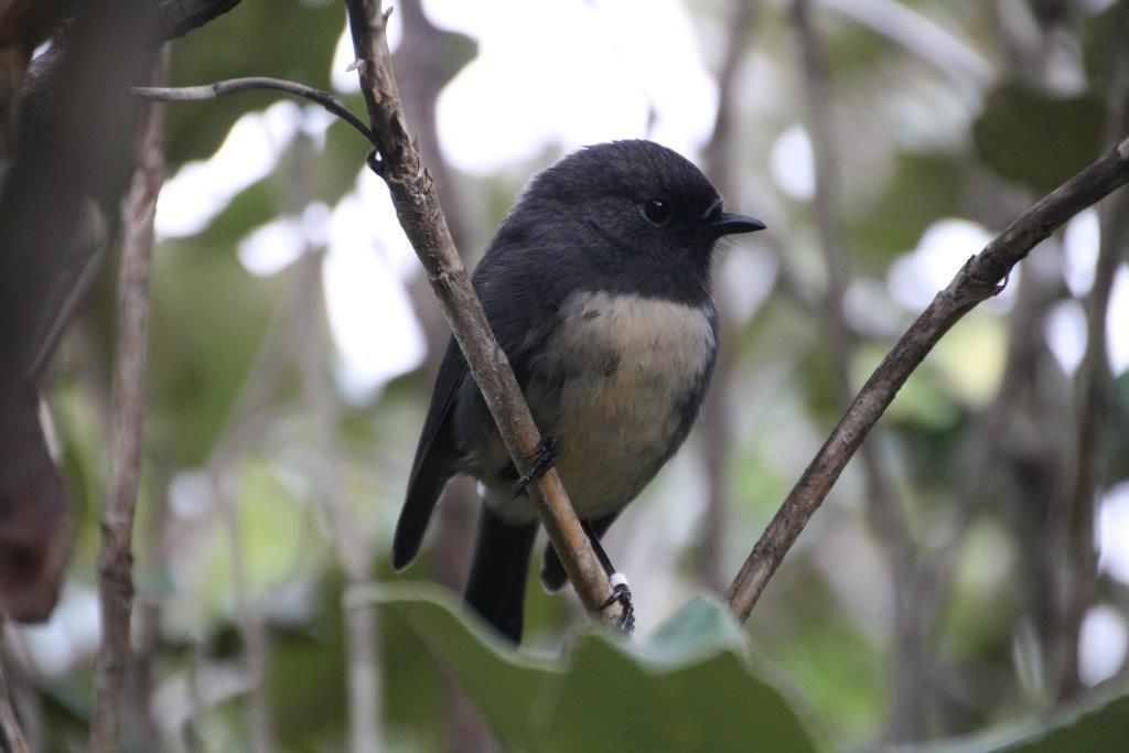 Black Robin : Birding NZ