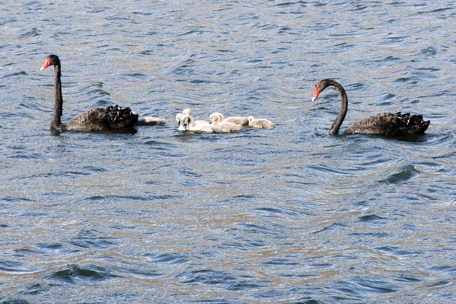 Black Swan : Birding NZ