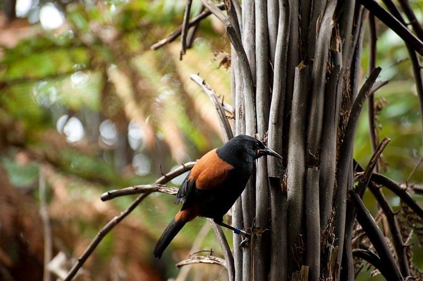 Saddleback : Birding NZ