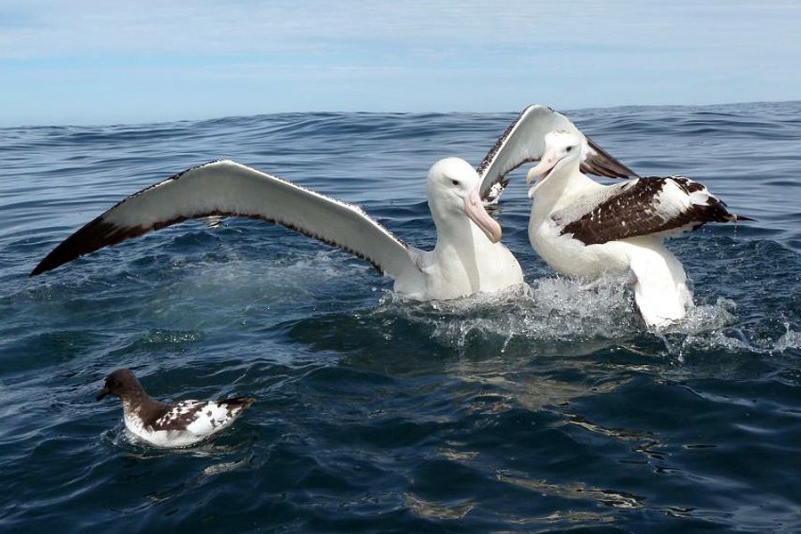 Wandering Albatross : Birding NZ