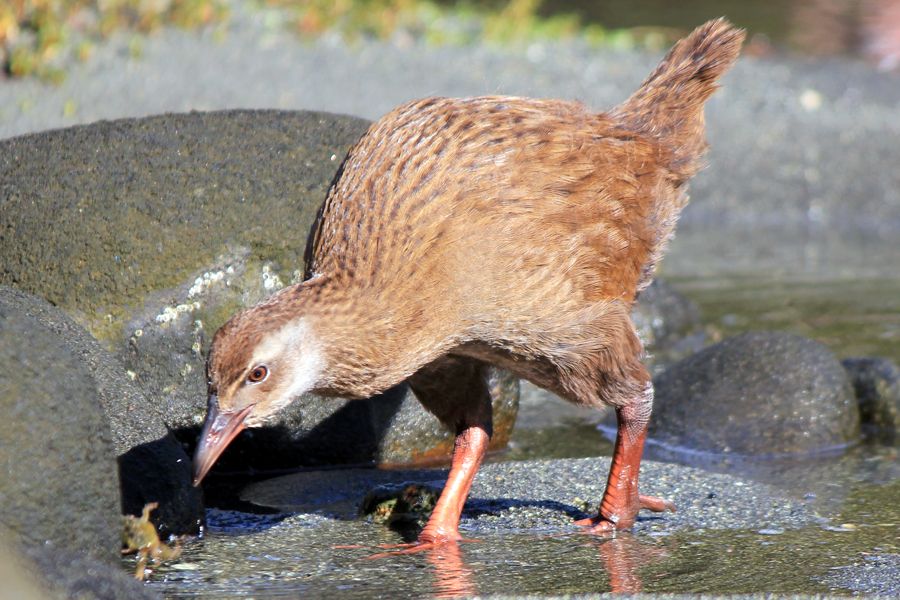 Western Weka : Birding NZ