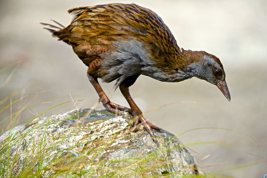 North Island Weka : Birding NZ