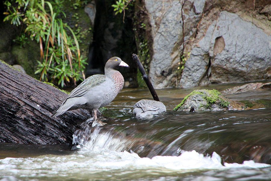 Blue Duck : Birding NZ