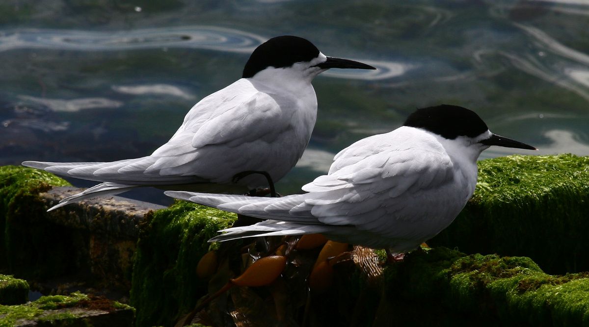 White-fronted Tern : Birding NZ