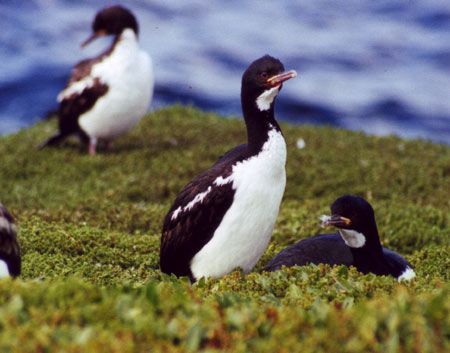 Auckland Island Shag : Birding NZ