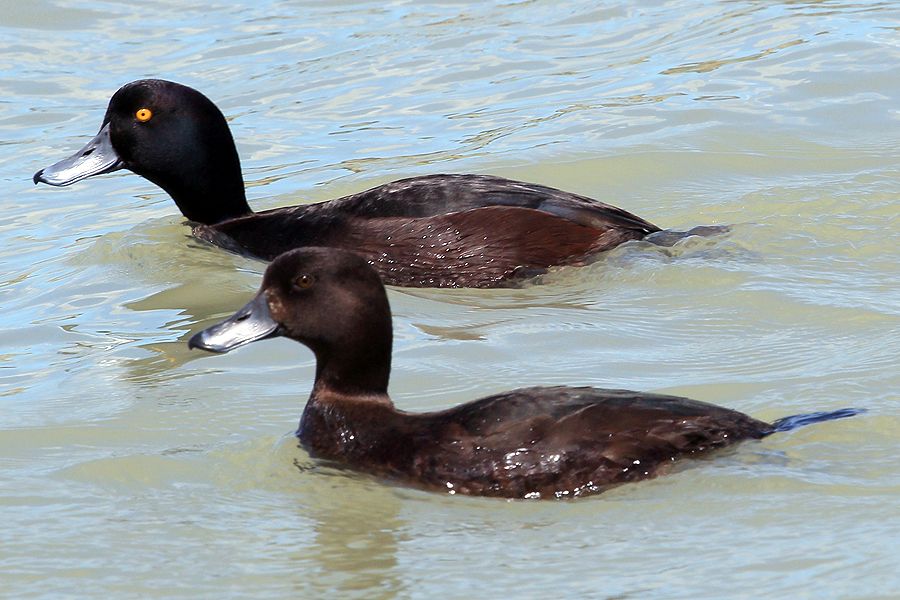 New Zealand Scaup : Birding NZ