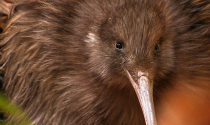South Island Brown Kiwi (Includes Haast Tokoeka) : Birding NZ