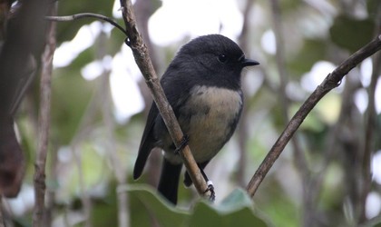 Birds of New Zealand : Birding NZ